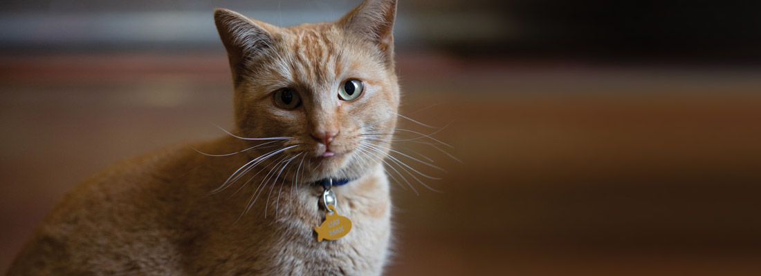 you ve cat to be kitten me